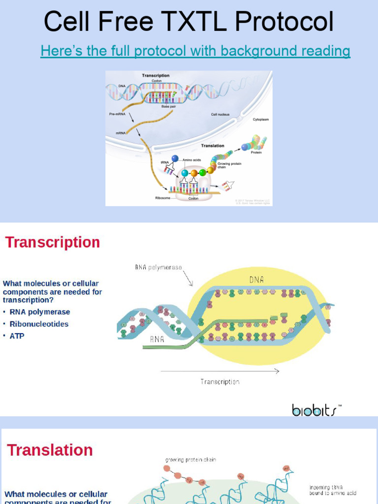3.6 Cell Free TXTL Protocol | PDF | Translation (Biology) | Messenger Rna