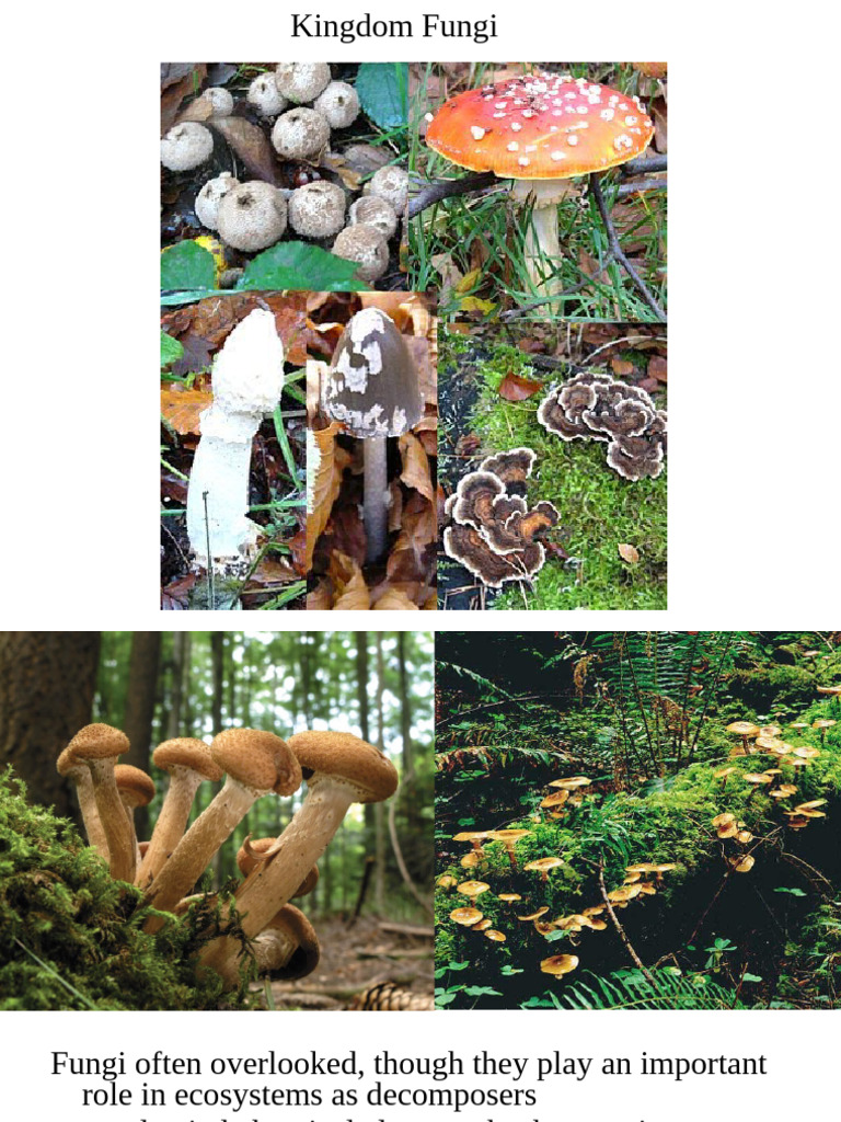 Fungi: Ecosystem Roles and Reproduction | PDF | Fungus | Spore