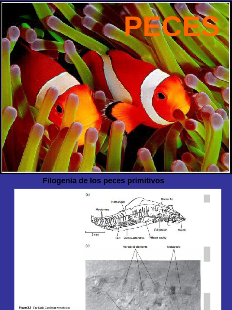 Filogenia y Evolución de Peces Primitivos | PDF | Pescado