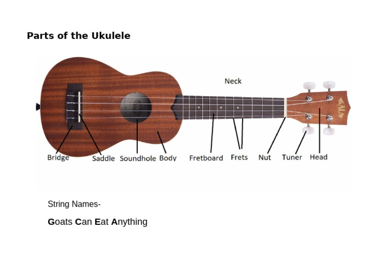 Parts of The Ukulele | PDF