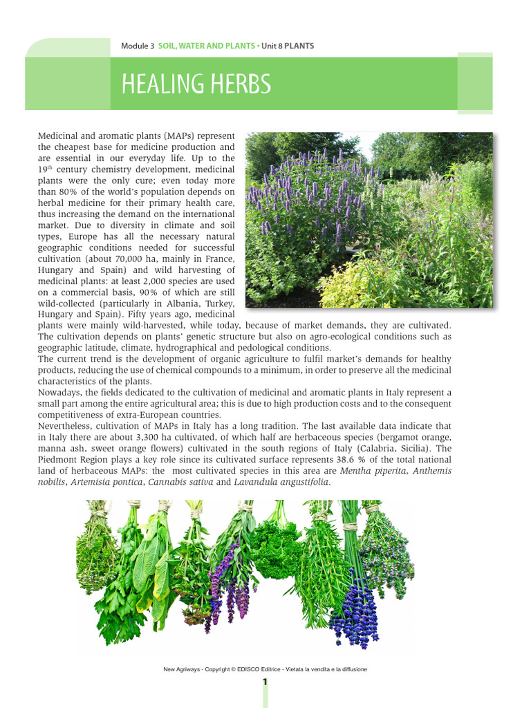 19 Healing Herbs | PDF | Agriculture | Medicinal Plants