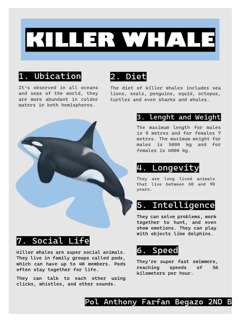 Killer Whales | PDF | Home & Garden | Science & Mathematics