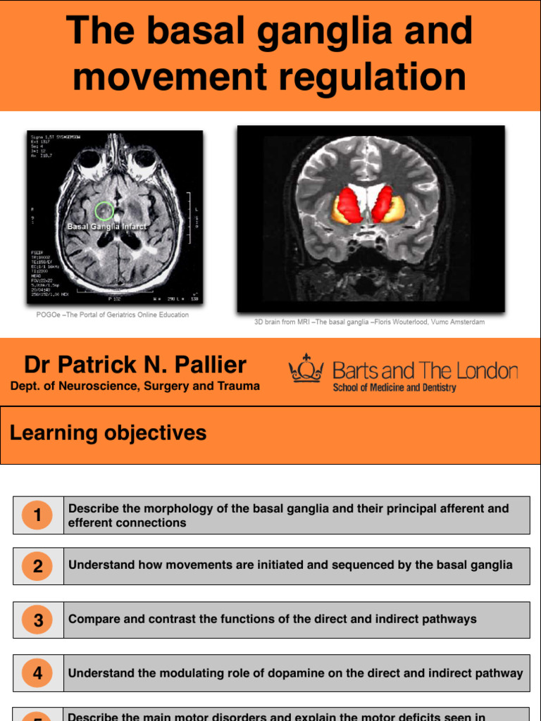 The Basal Ganglia and Movement Regulation - 220124 | PDF | Basal ...