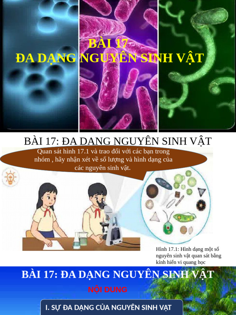 CD - CD8 - Bai17 - Da Dang Nguyen Sinh Vat (Lan) | PDF