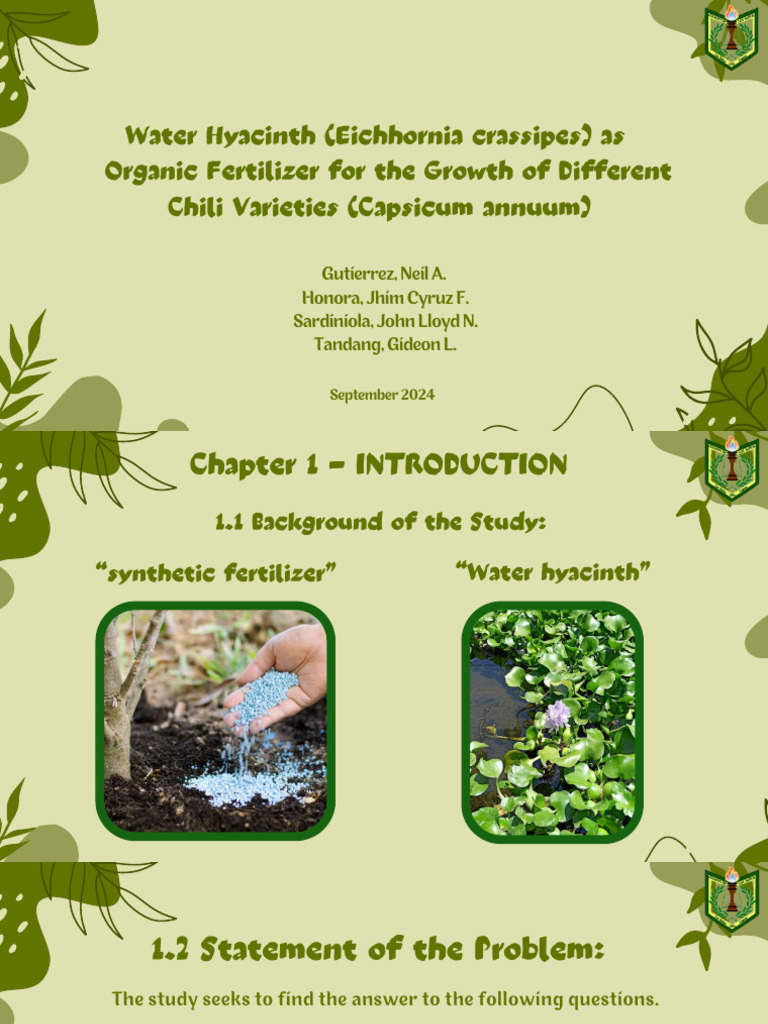 Water Hyacinth as Chili Fertilizer | PDF | Fertilizer | Capsicum