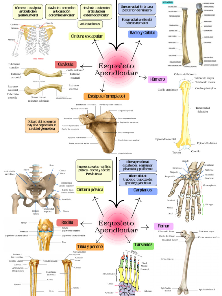 ESQUELETO Apendicular | PDF | Pelvis | Extremidades (anatomía)