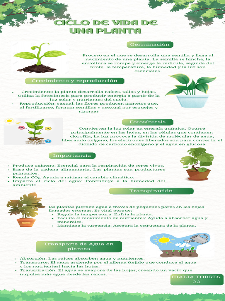Ciclo de Vida de Una Planta - Idalia Torres | PDF | Plantas | Hoja