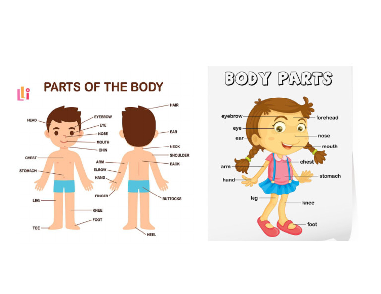 Kids Body Parts | PDF