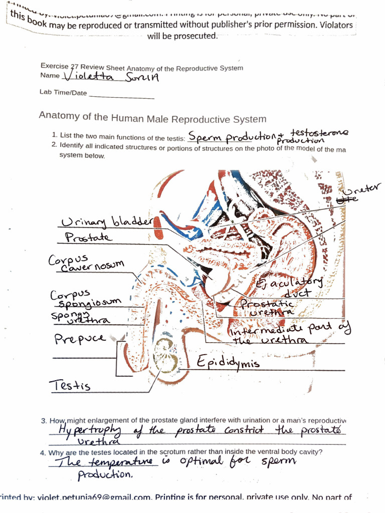 Male Reproductive System | PDF