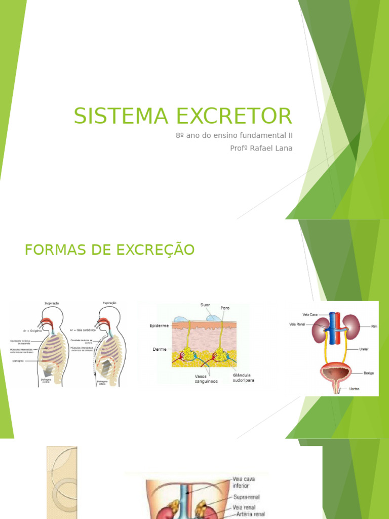 Sistema Excretor | PDF