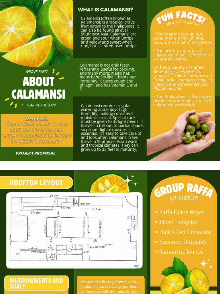 Calamansi Care and Uses Guide | PDF | Trees | Edible Fruits