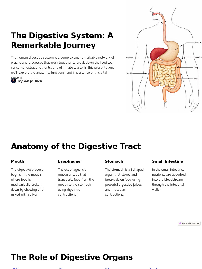The Digestive System A Remarkable Journey | PDF | Digestion ...