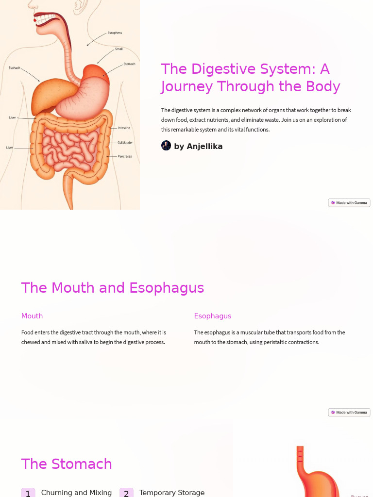 The Digestive System a Journey Through the Body | PDF | Digestion ...
