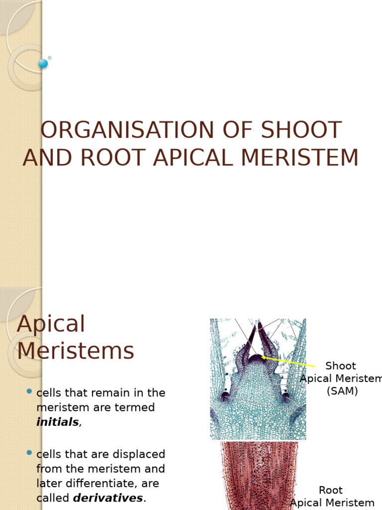 Shoot and Root Meristems | PDF | Root | Botany