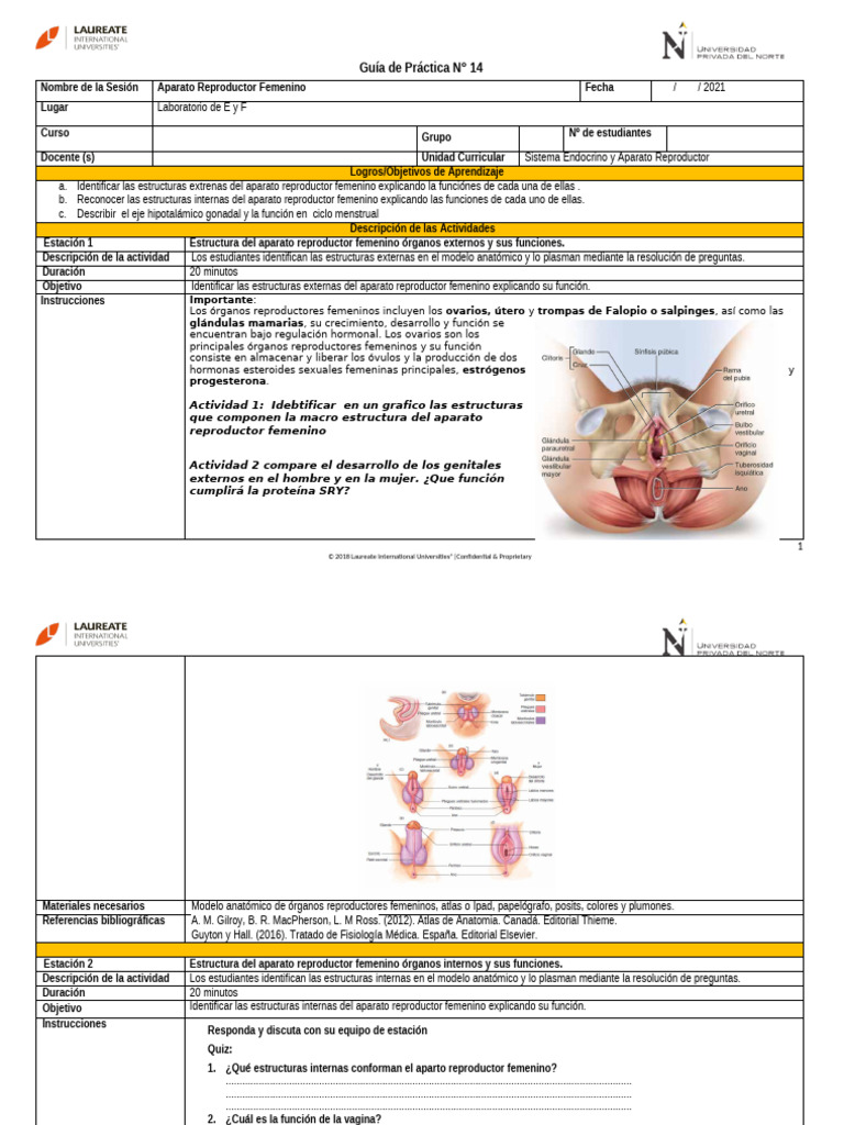 Guia de Sesion 14 - Morfo - 2 | PDF | Ciclo menstrual | Sistema reproductivo
