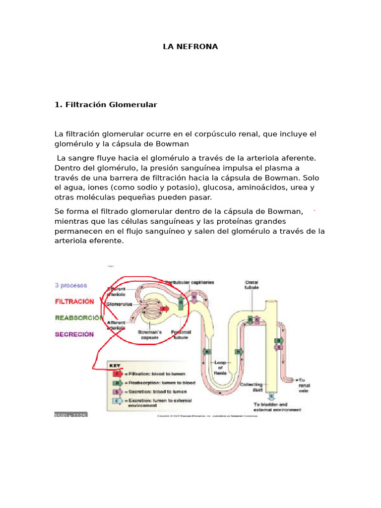 Función y Proceso de la Nefrona | PDF | Riñón | Sistema urinario