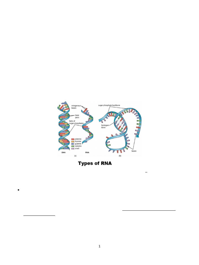 gene expression | PDF | Rna | Translation (Biology)