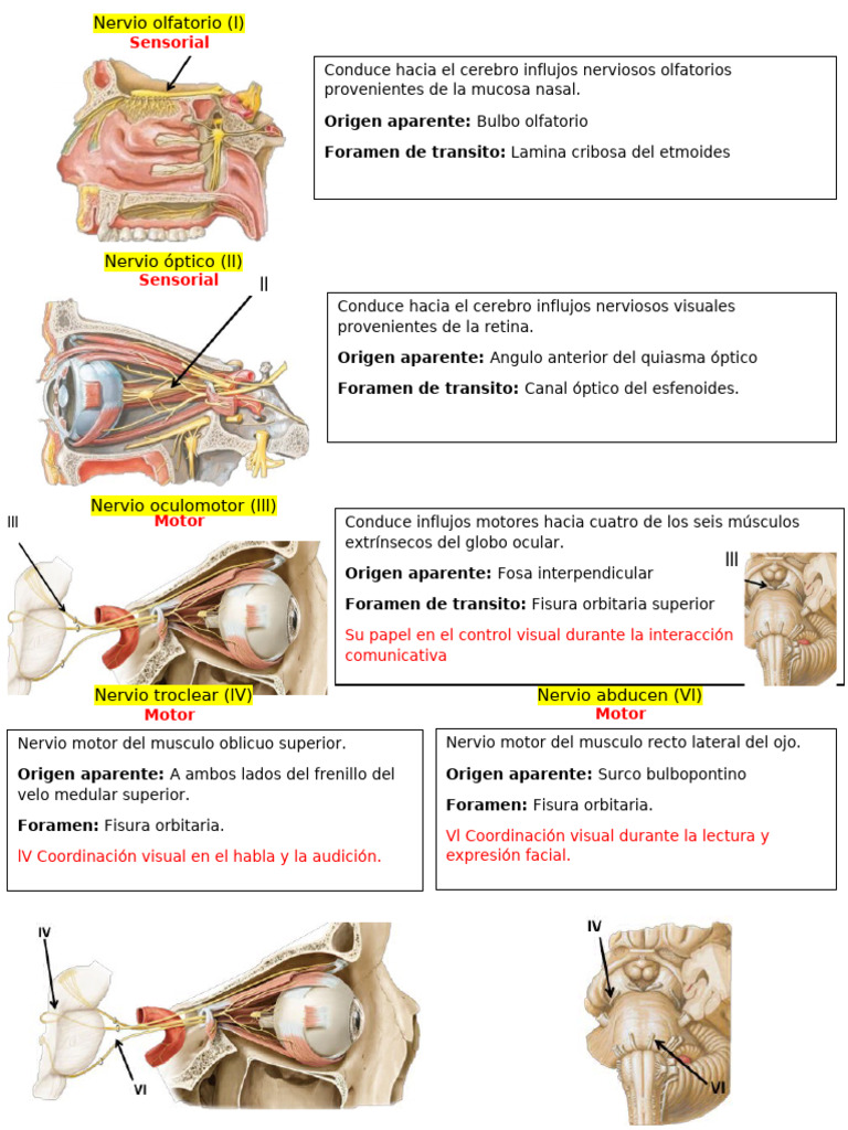 Clase 19 Nervios Faciales | PDF | Lengua | Neuroanatomía