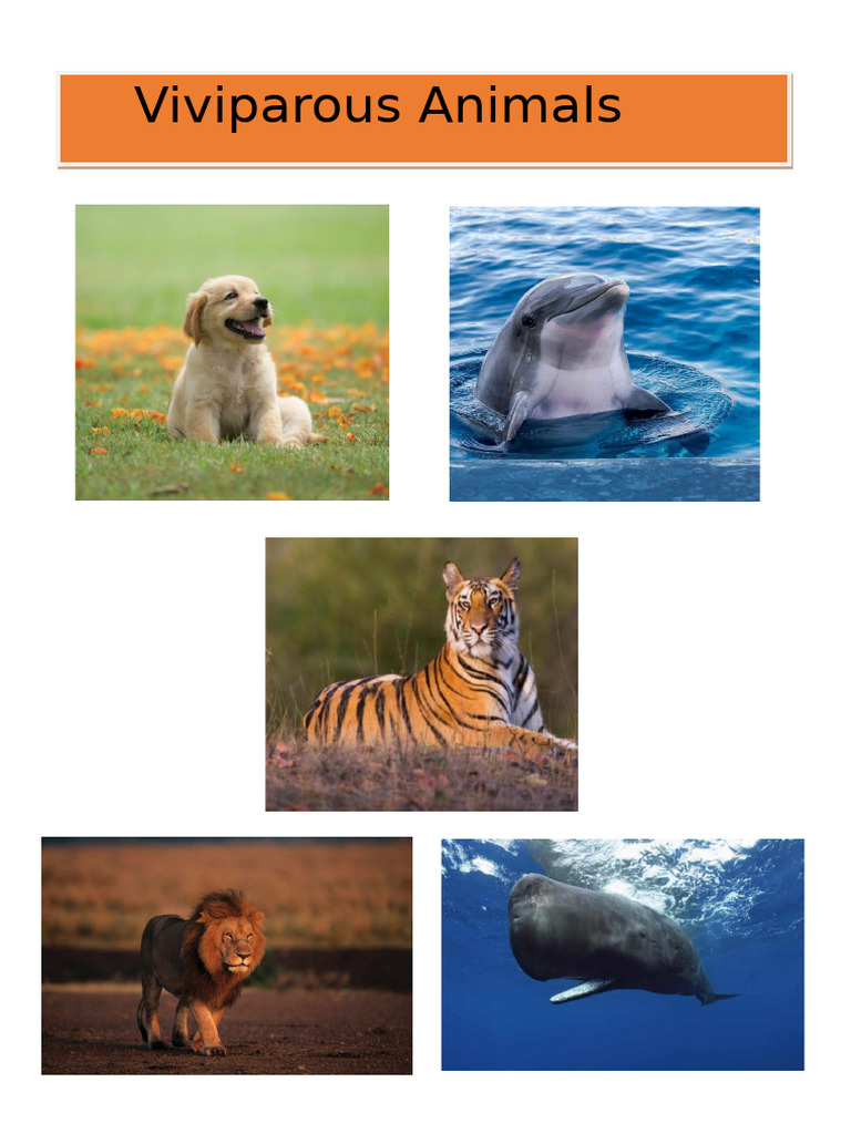 Viviparous and Ovoparous Animals | PDF