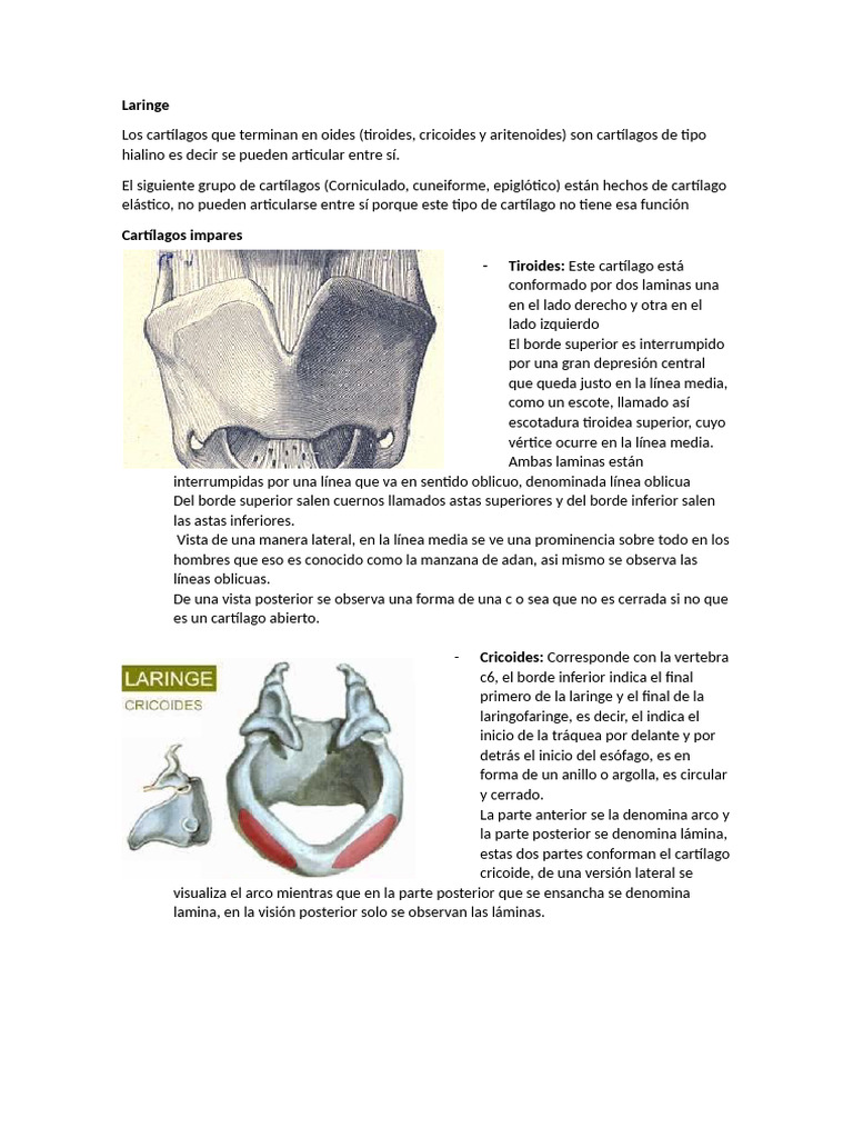 Estructura de Cartílagos Laríngeos | PDF | Laringe | Anatomía humana