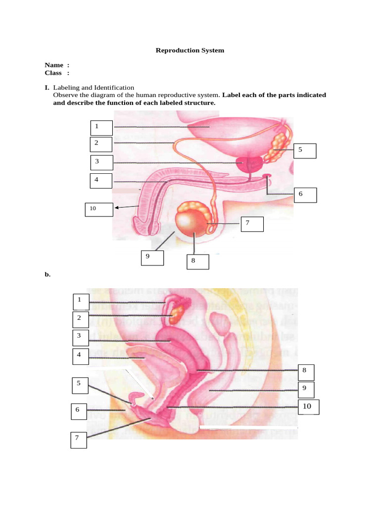 Reproduction System Pdf