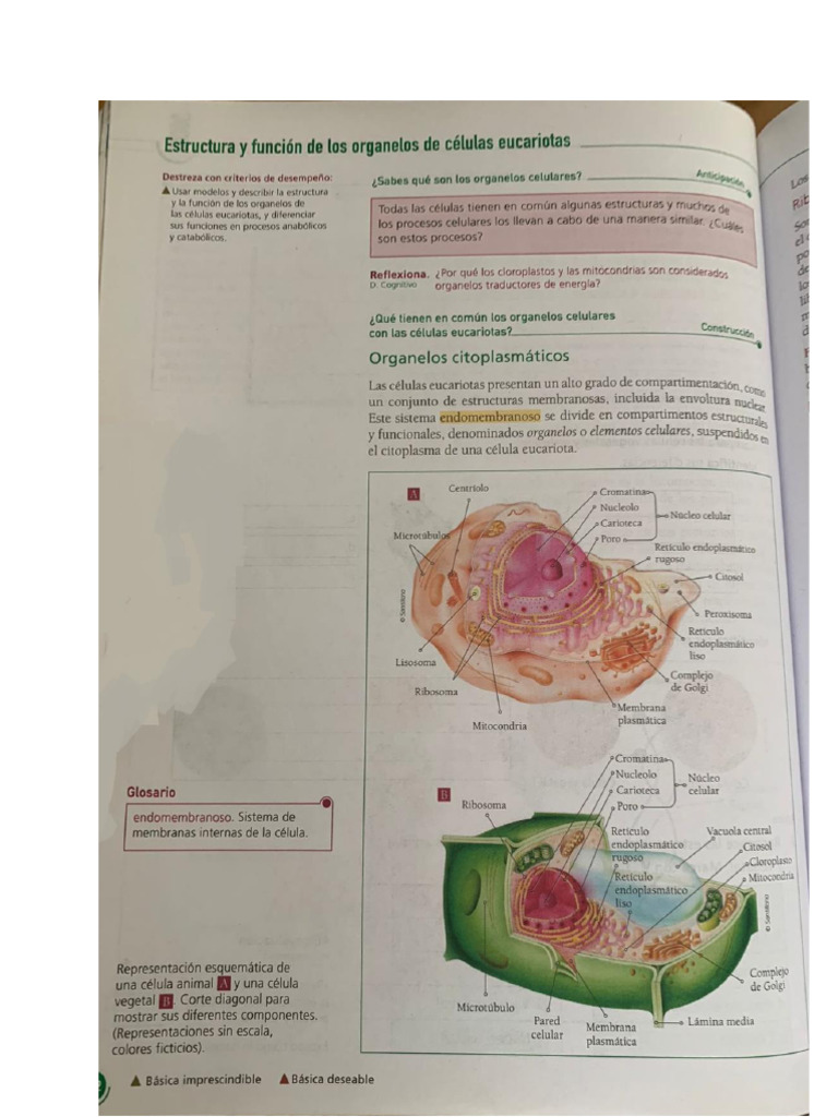 Biología Temas Repaso | PDF
