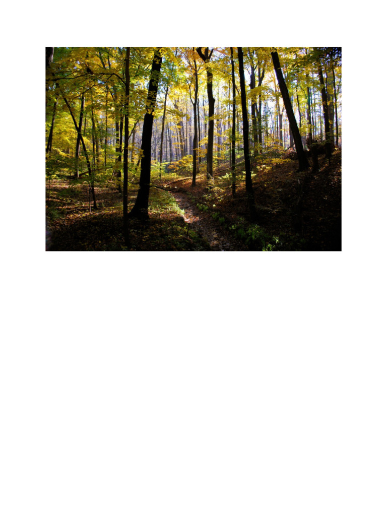 Forest | PDF