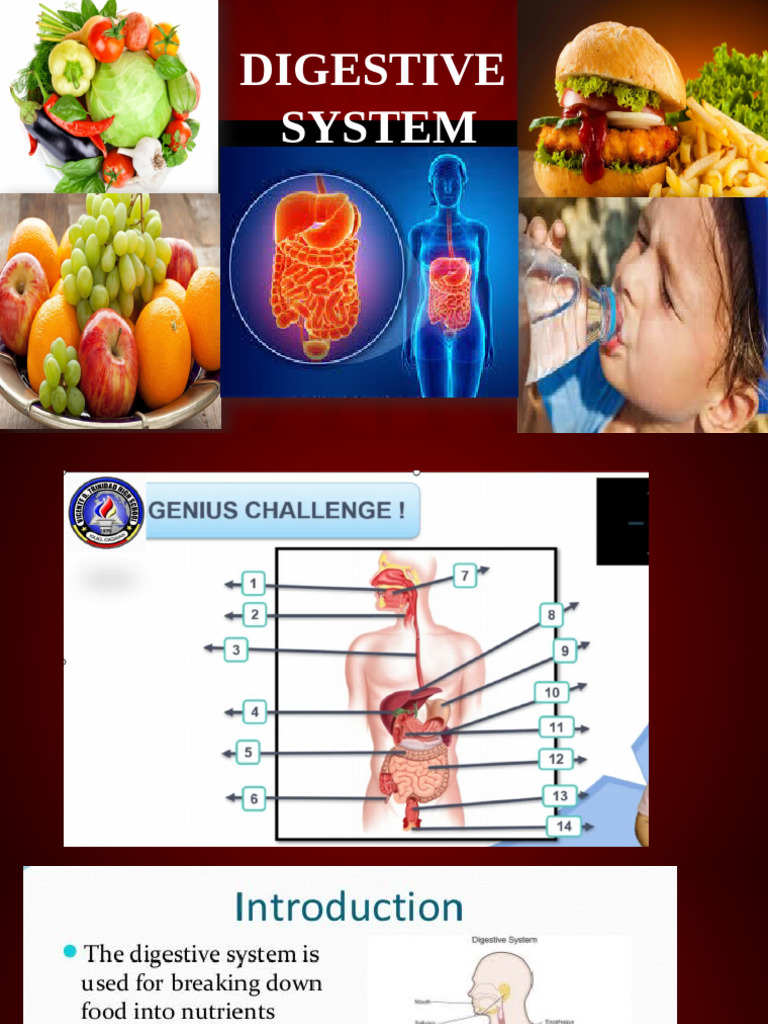 Digestive System Overview for Grade 8 | PDF | Digestion | Human ...