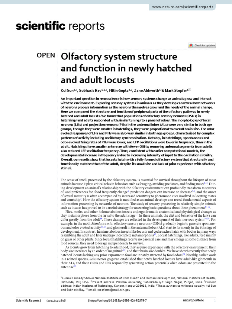 Olfactory System Structure and | PDF | Neural Oscillation | Neuron