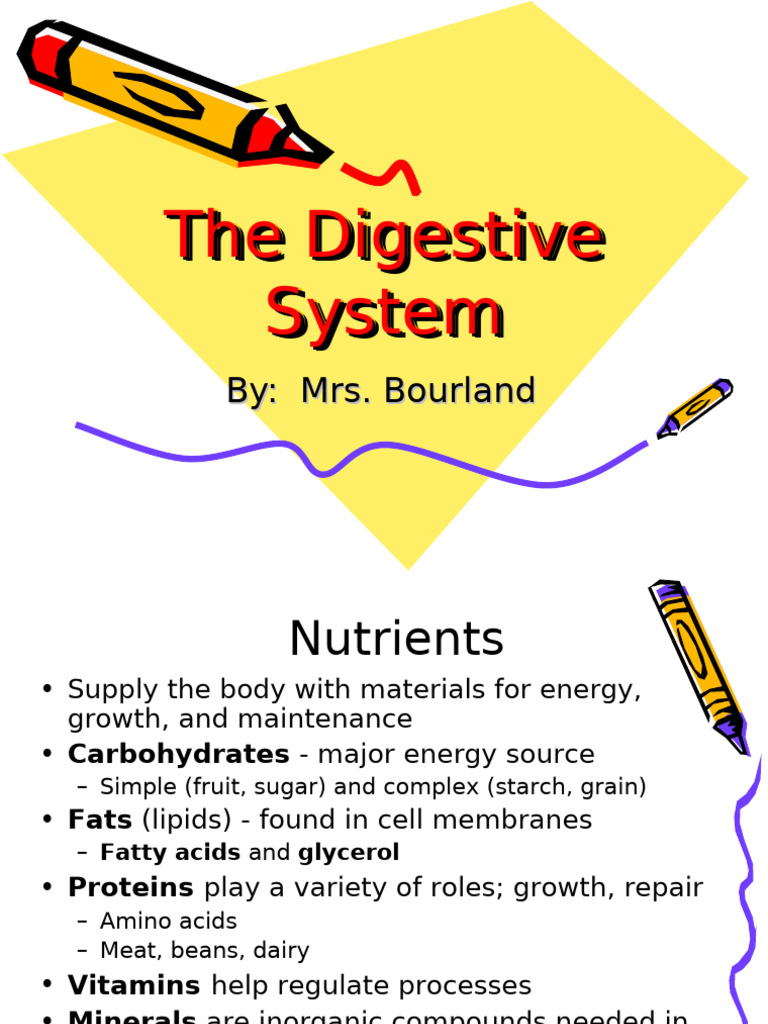 Understanding the Digestive System | PDF | Digestion | Stomach