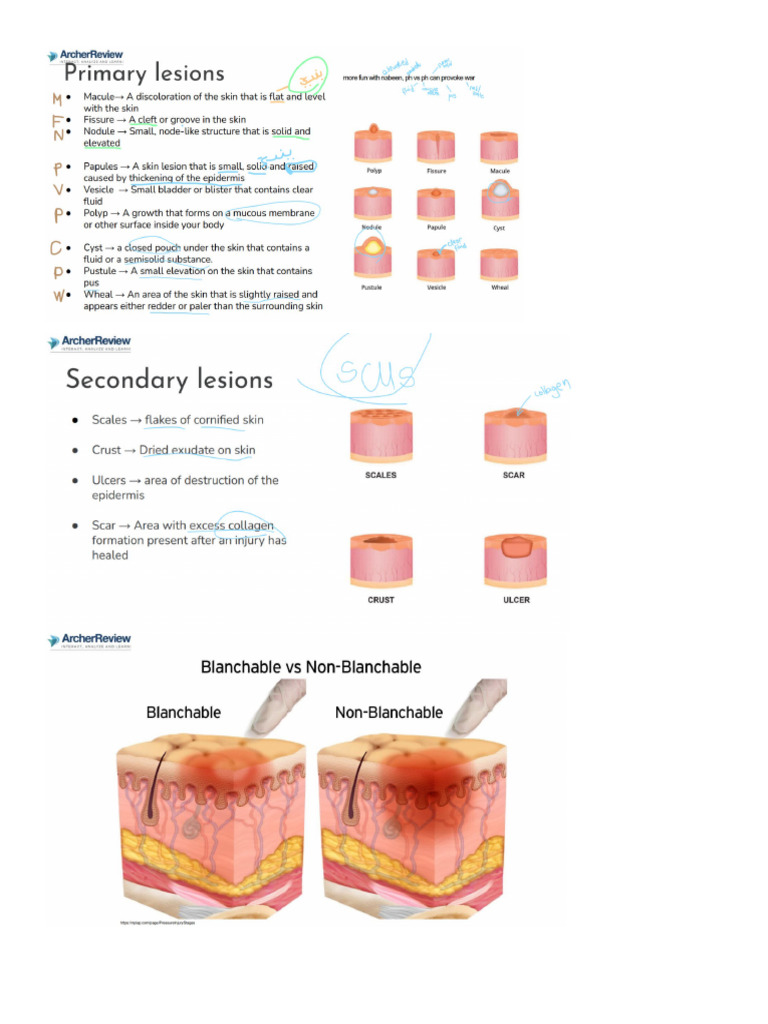 Anatomy and Physiology of PA 1 QUESTIONS | PDF