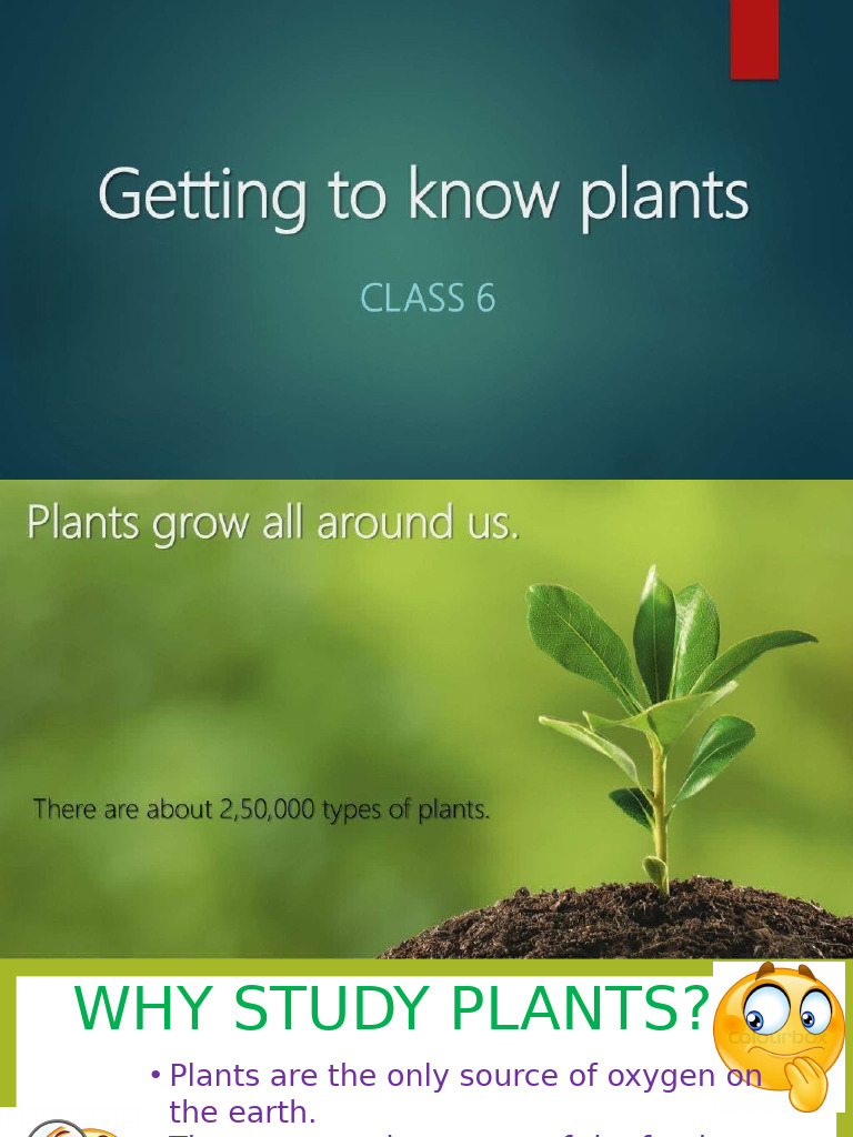 Getting To Know Plants - Main | PDF | Home & Garden | Science & Mathematics