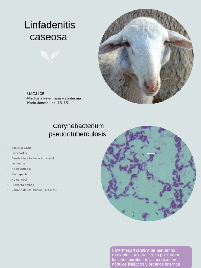 Linfadenitis Caseosa Final | PDF | Inflamación | Especialidades Medicas