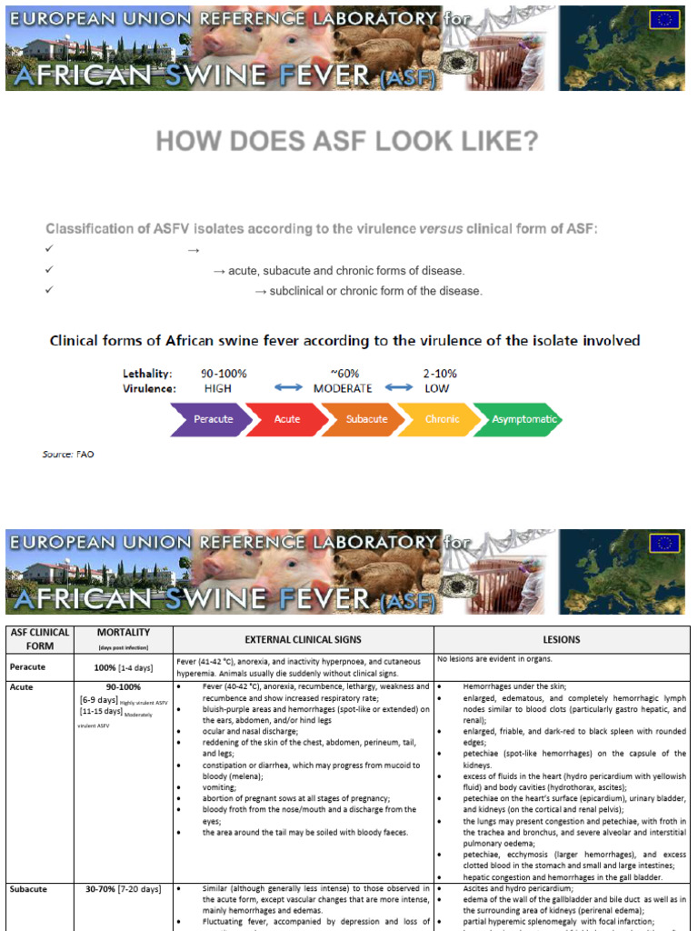ASF Clinical Signs and Lesions Guide | PDF | Kidney | Edema