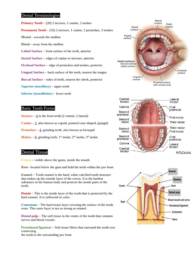 Dental Terminologies | PDF