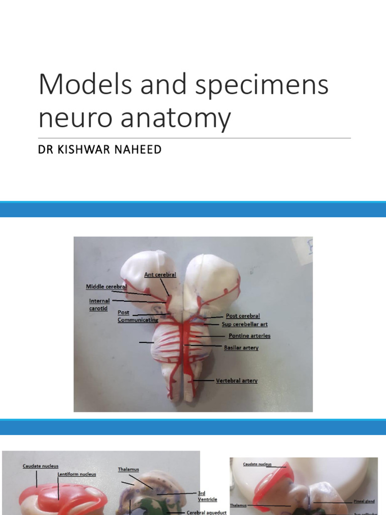 Models and Specimens Neuro Anatomy | PDF | Science & Mathematics