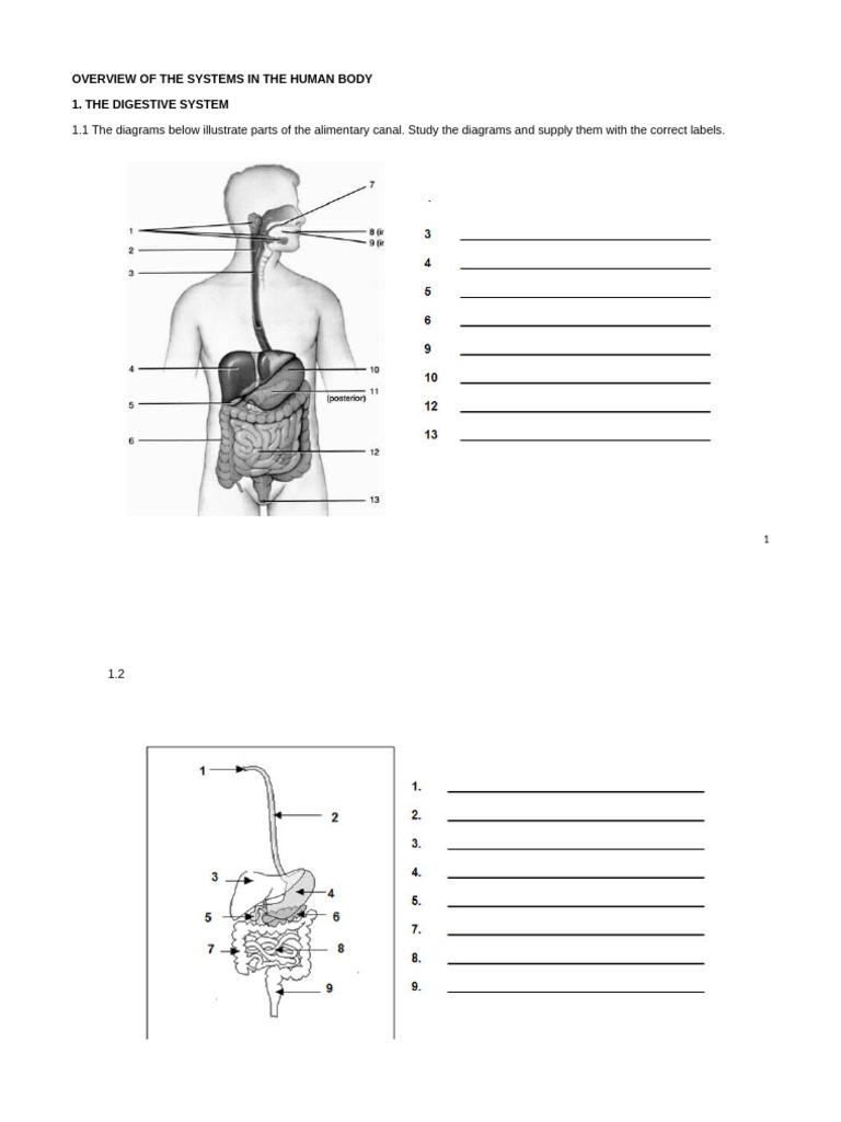 Human Body Systems Overview and Health Issues | PDF | Respiratory ...