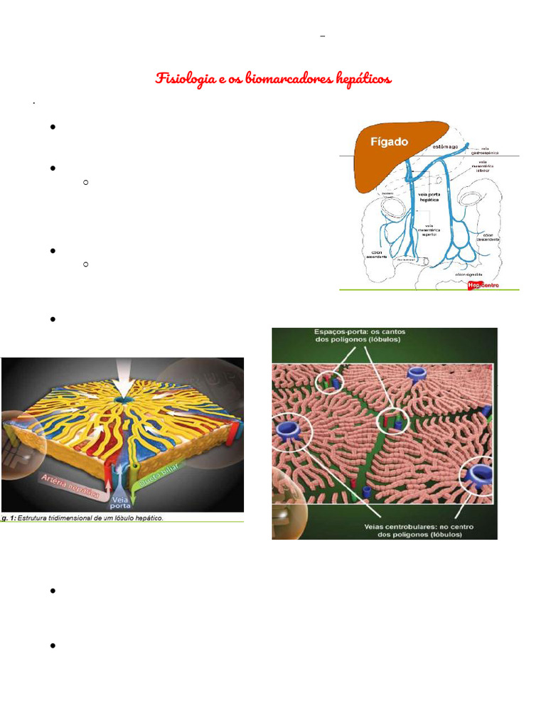 Aula 5 Lab 23-10 | PDF | Alanina transaminase | Veia