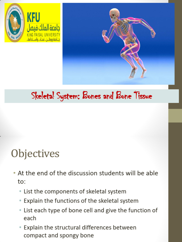 Skeletal System Study Guide | PDF | Vertebral Column | Vertebra