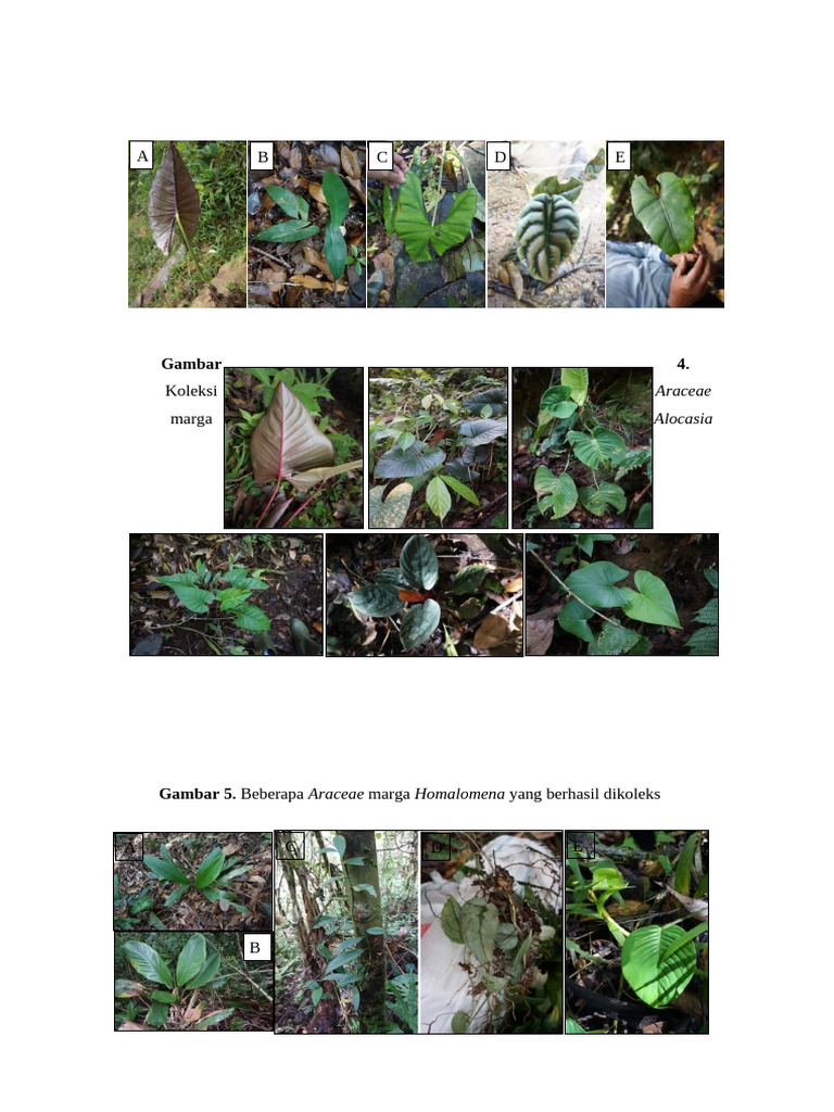 Eksplorasi Dan Inventarisasi Araceae Di SPTN I Long Bawan, Taman ...