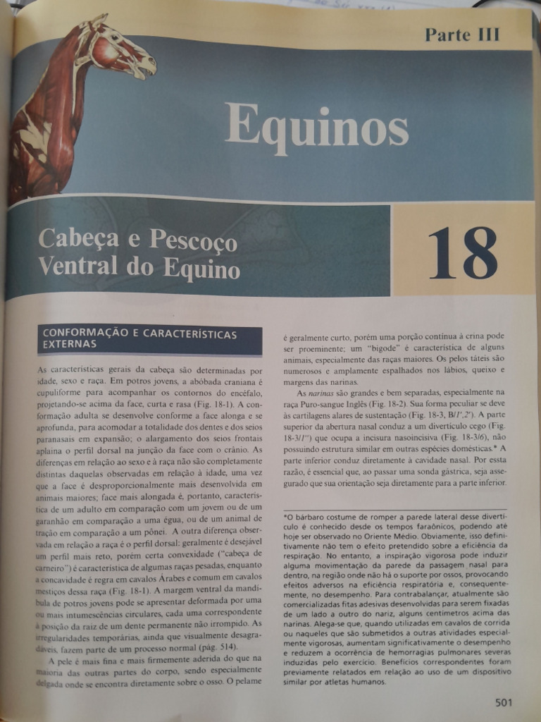 Equinos Parte Superior | PDF