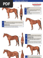Canine Body Condition Scoring Guide | PDF | Abdomen | Vertebral Column