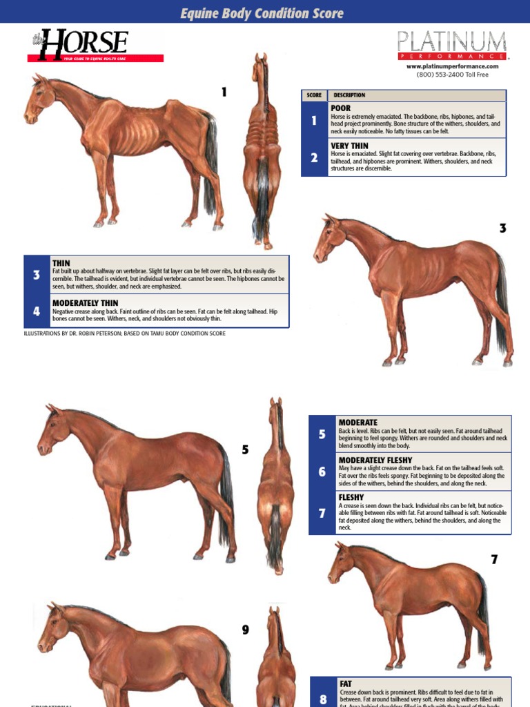 Equine Body Condition Score | PDF