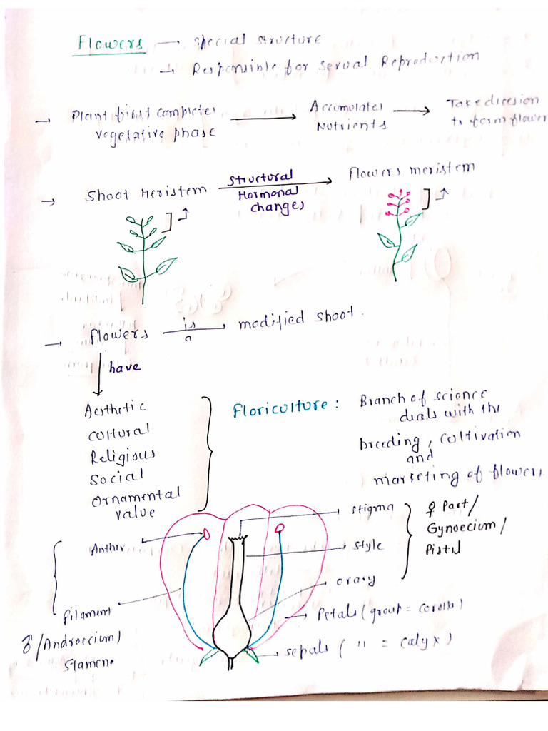 Sexual Reproduction in Flowering Plants 1 | PDF
