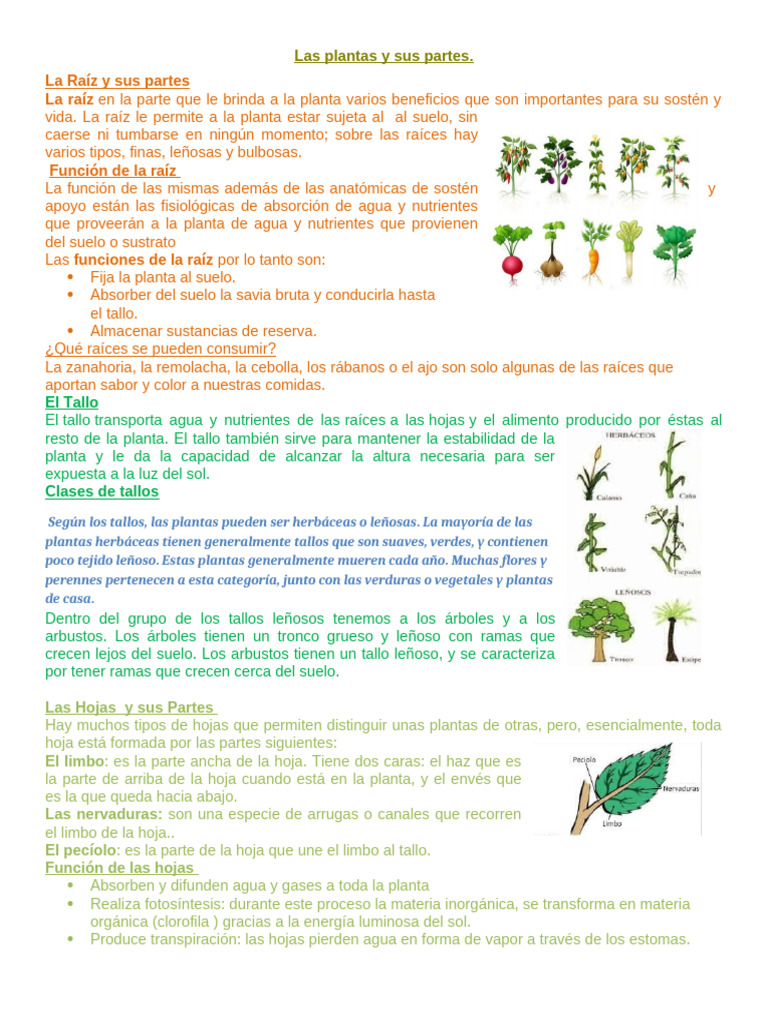 Las Plantas y Sus Partes | PDF | Flores | Hoja