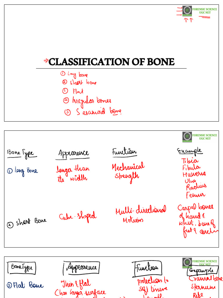 Classification of Bone | PDF