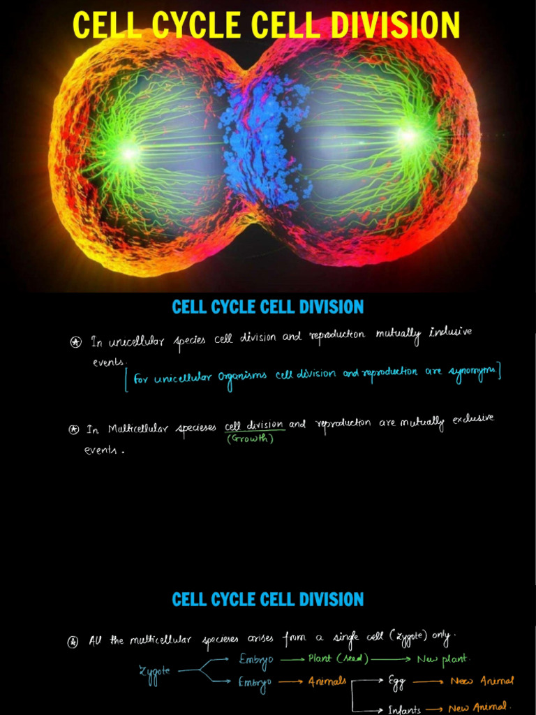 Cell Cycle and Cell Division | PDF