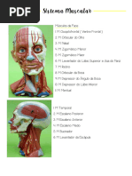 Nomes de 100 Músculos Do Corpo Humano | PDF | Sistema Locomotor ...