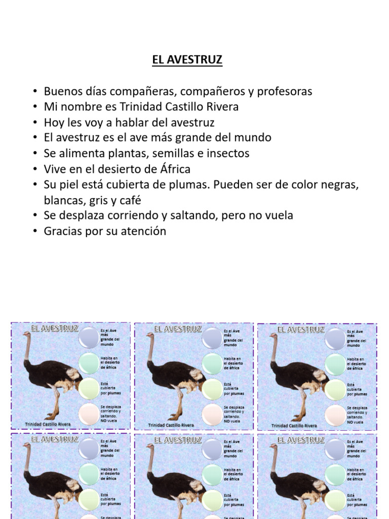 Avestruz 2 | PDF | Aves | Aves holarctic