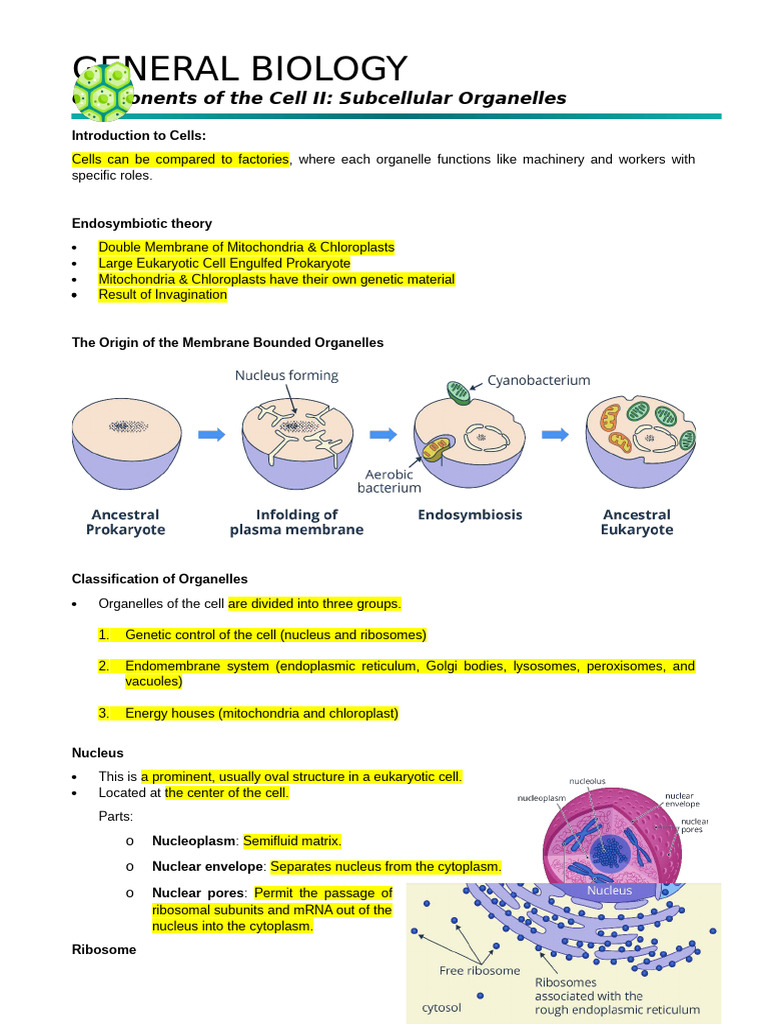 General Biology (Components of The Cell 2 Subcellular Organelles) | PDF ...